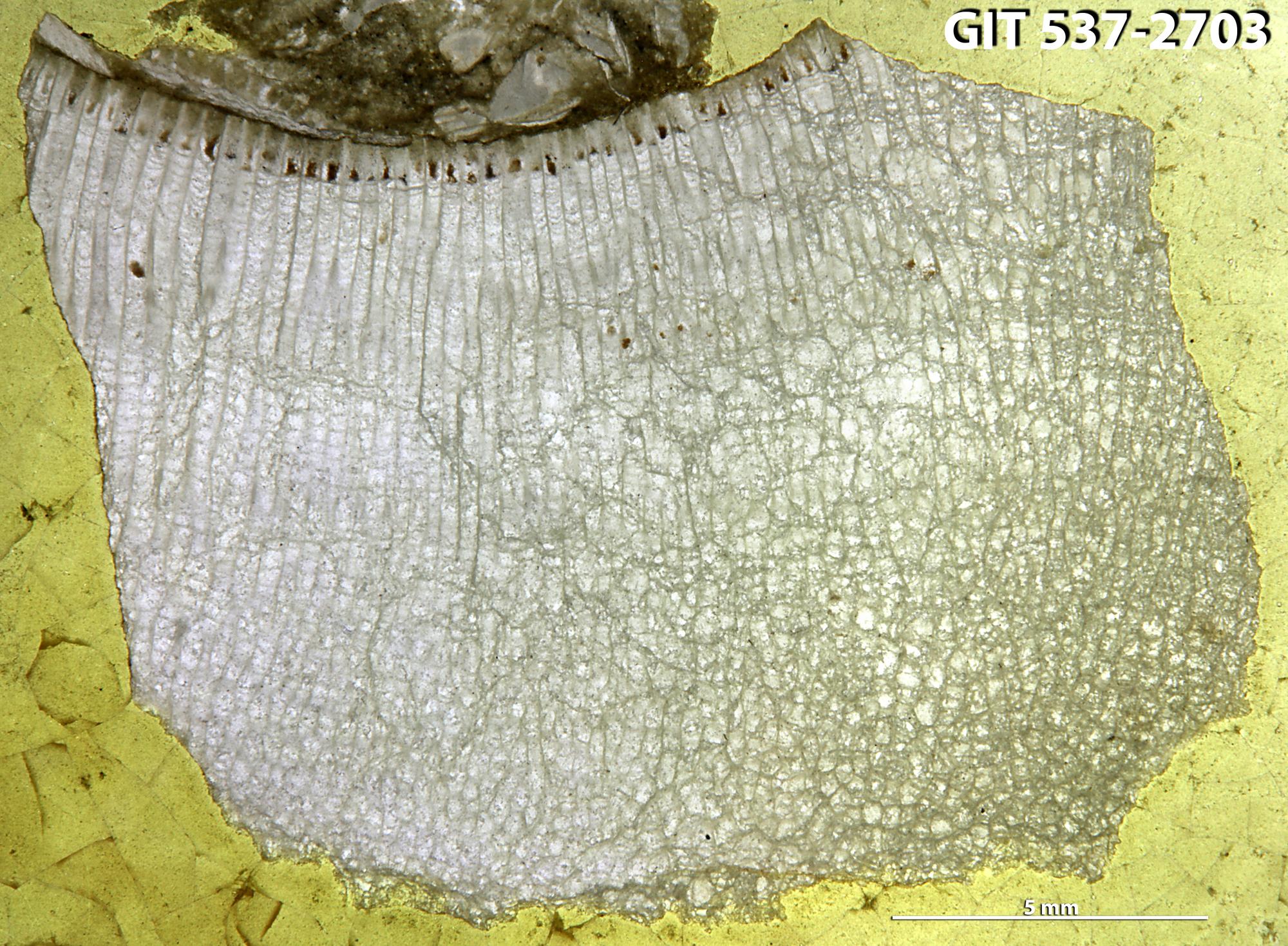 Stigmatella massalis | Fossiilid.info