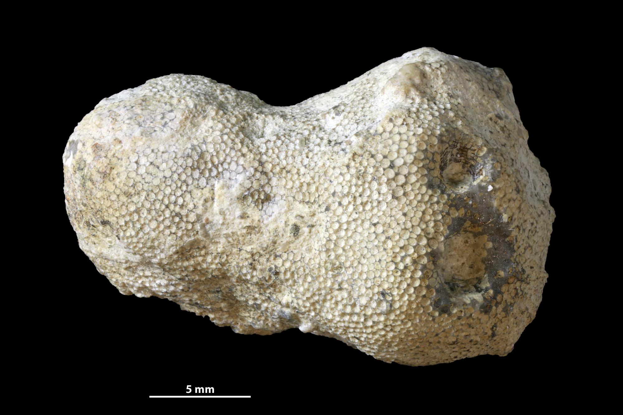 Diplotrypa dybowskii | Fossiilid.info
