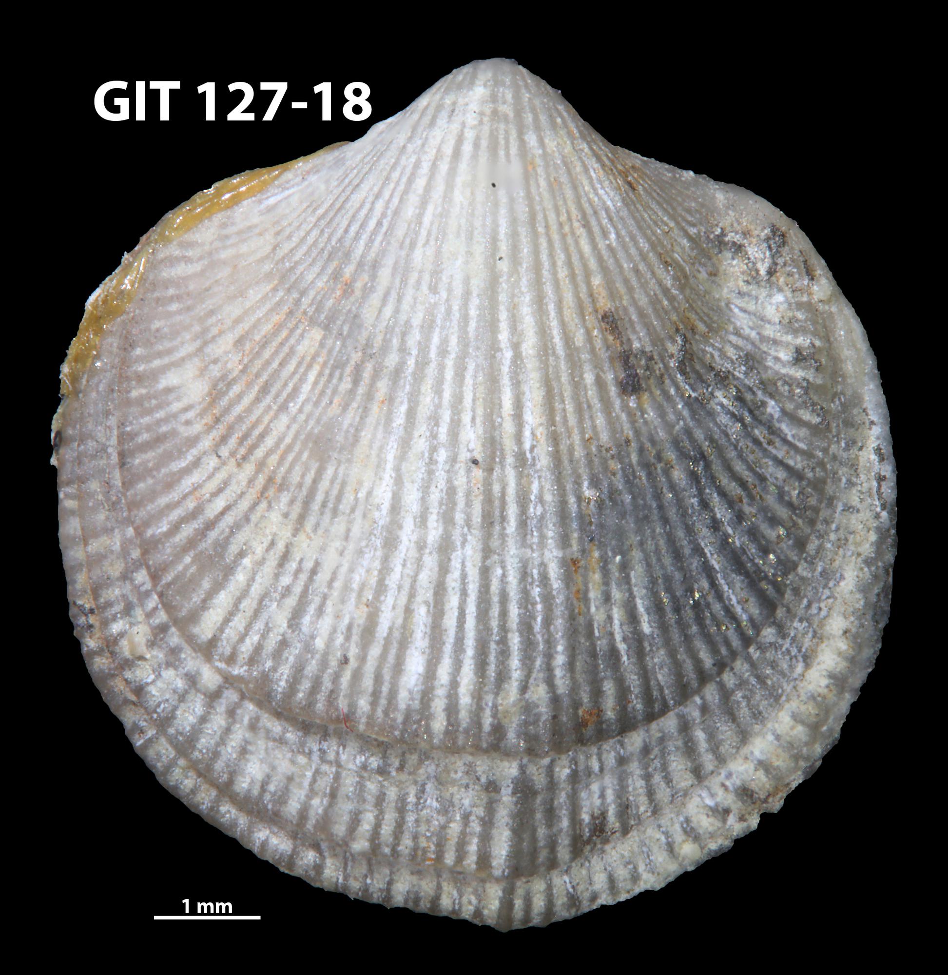 Dalmanella rosensteinae | Fossiilid.info