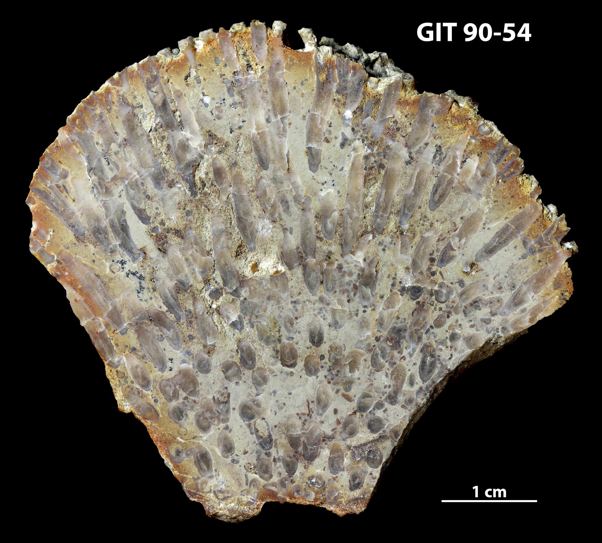 Syringopora multifaria | fossiilid.info