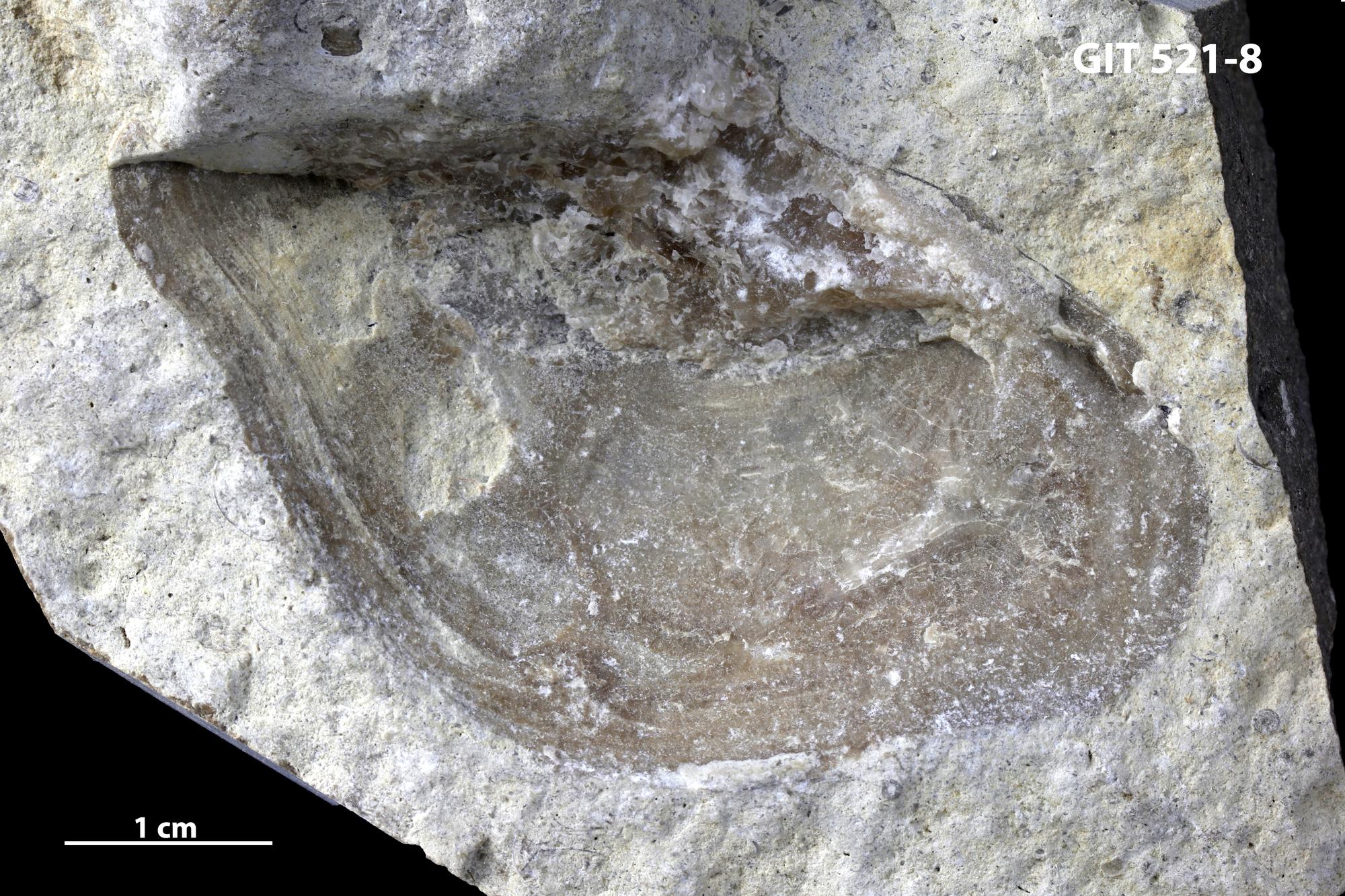 Heterodonta | Fossiilid.info