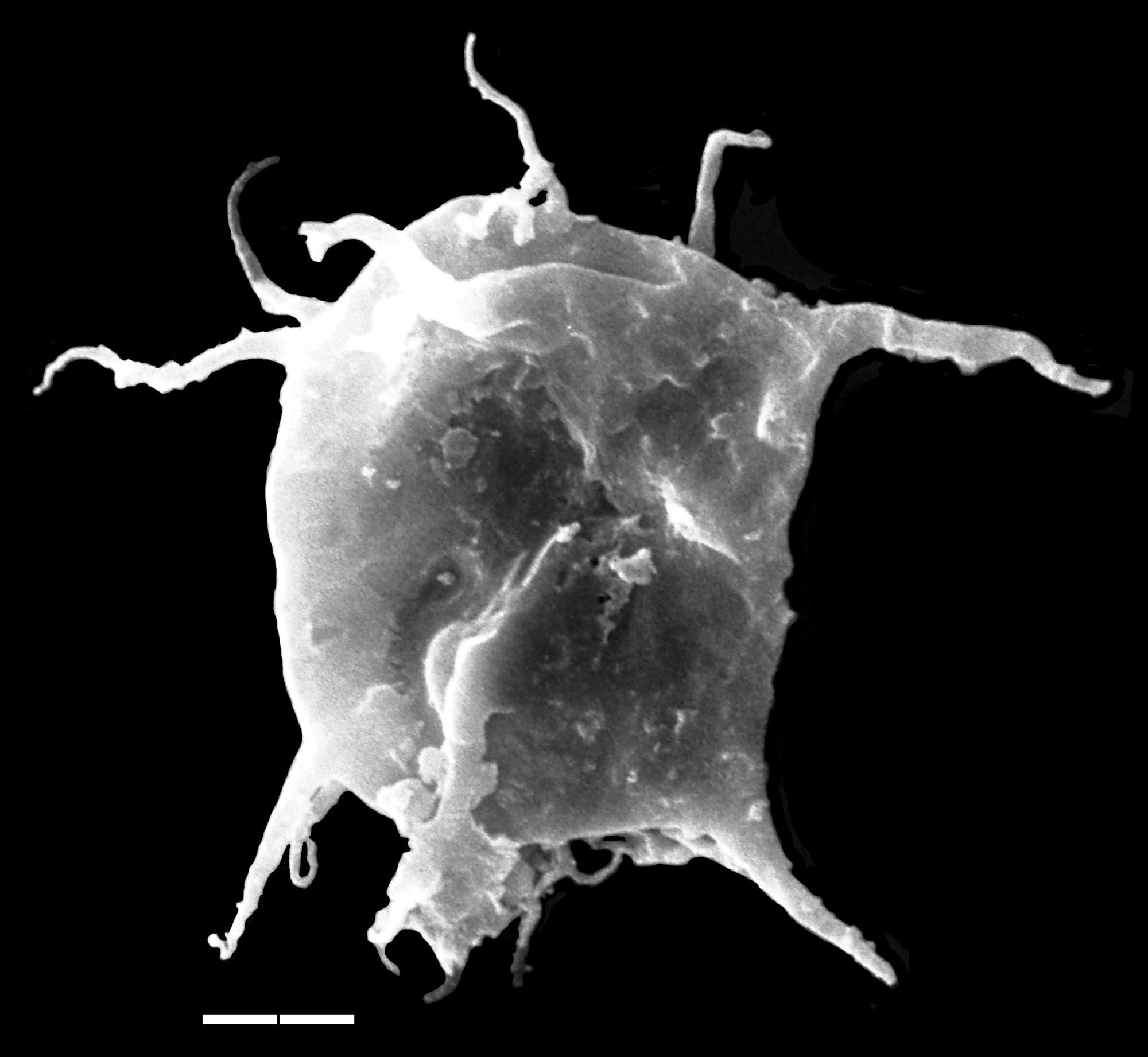 Ladogella | Fossiilid.info