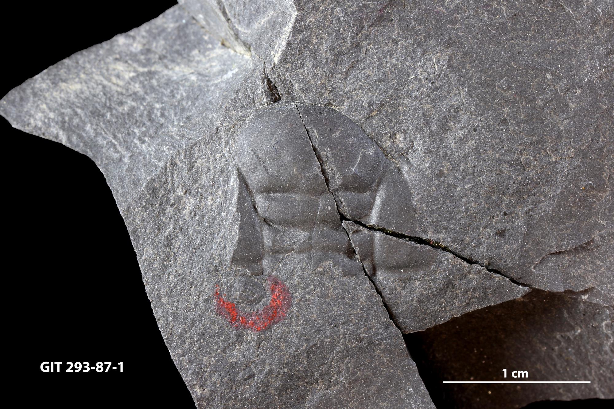 Paradoxididae | Fossiilid.info