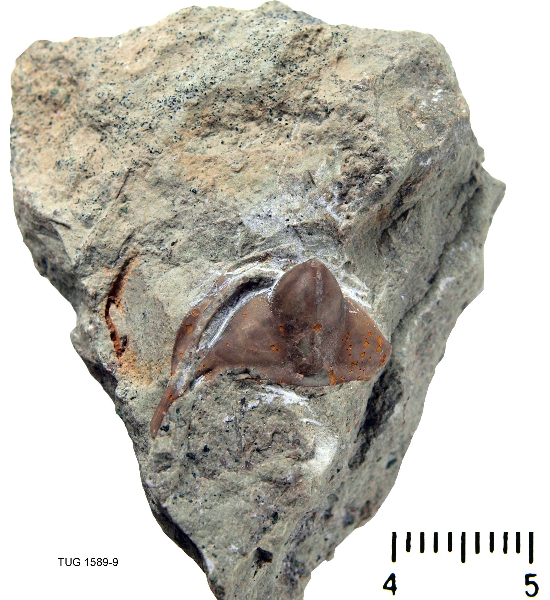 Ampyx nasuta | Fossiilid.info