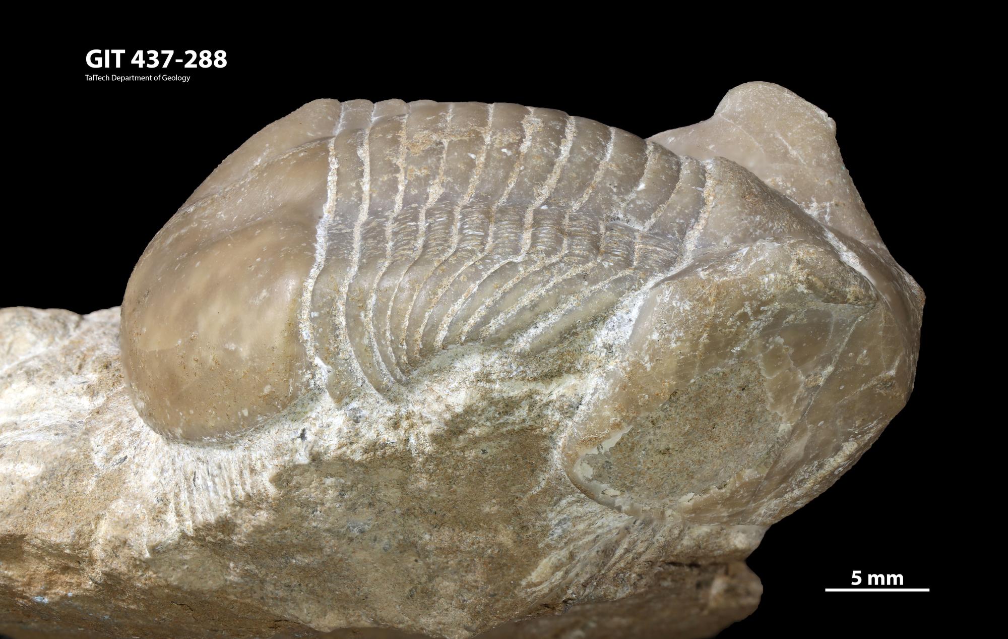 Illaenus crassicauda | Fossiilid.info