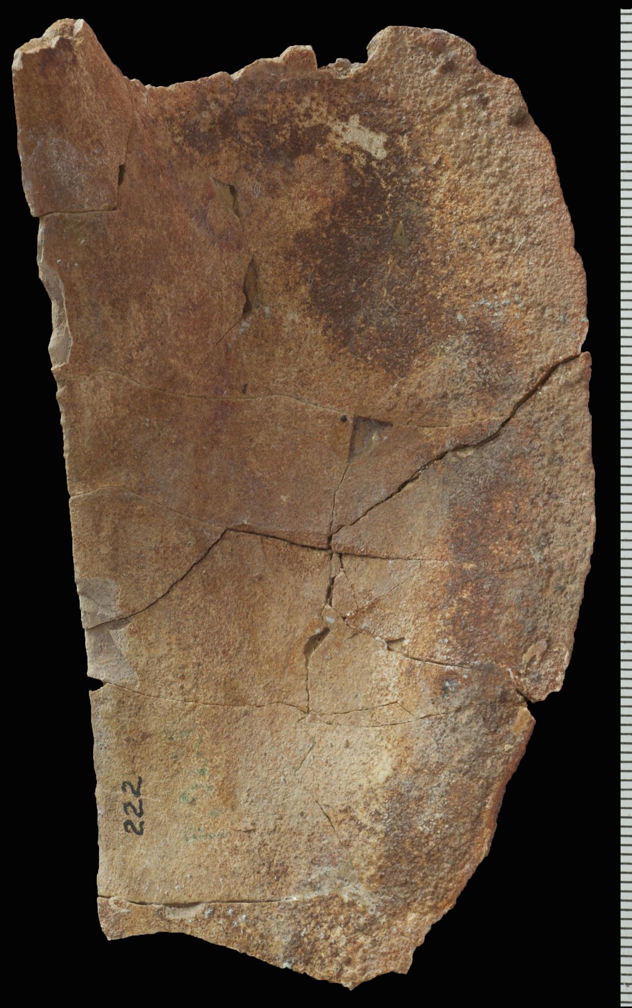 Eubrachythoraci | Fossiilid.info