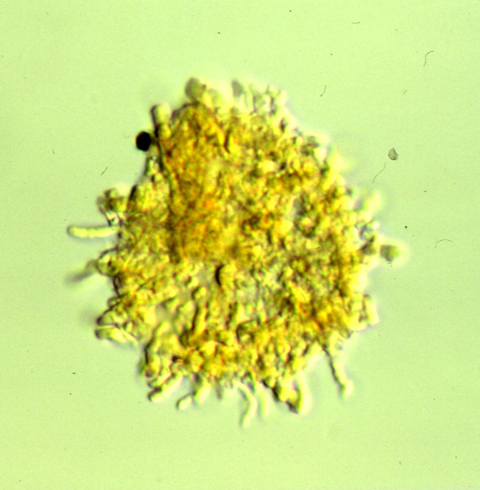 Nodosus | Fossiilid.info