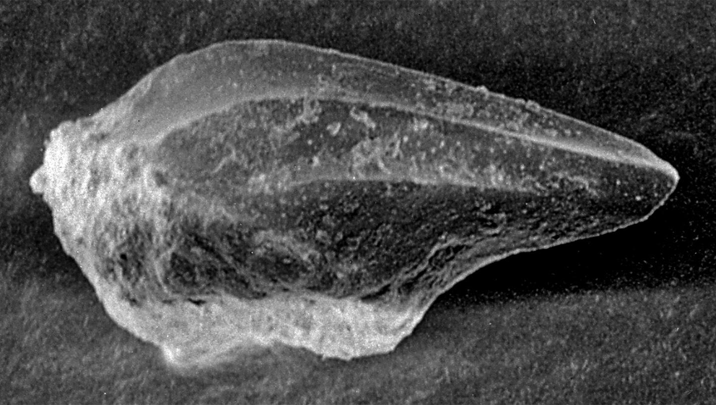 Loganellia einari | Fossiilid.info