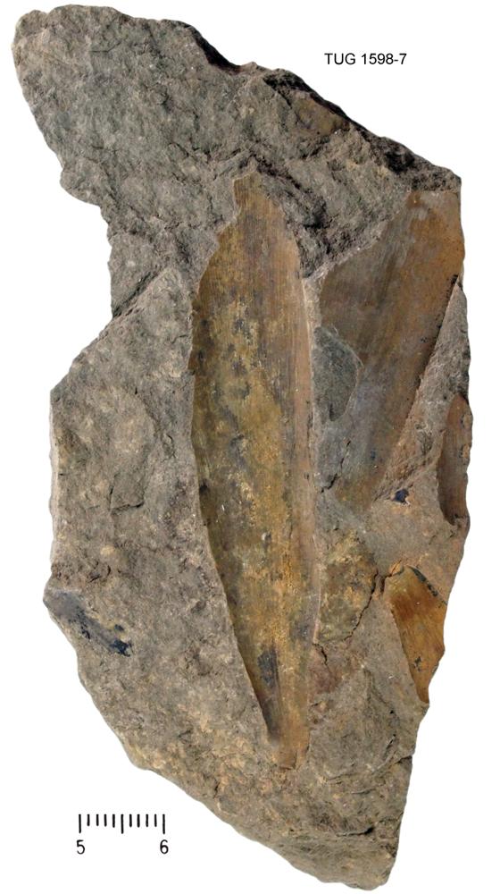 Noeggerathiopsis O.Feistmantel, 1879