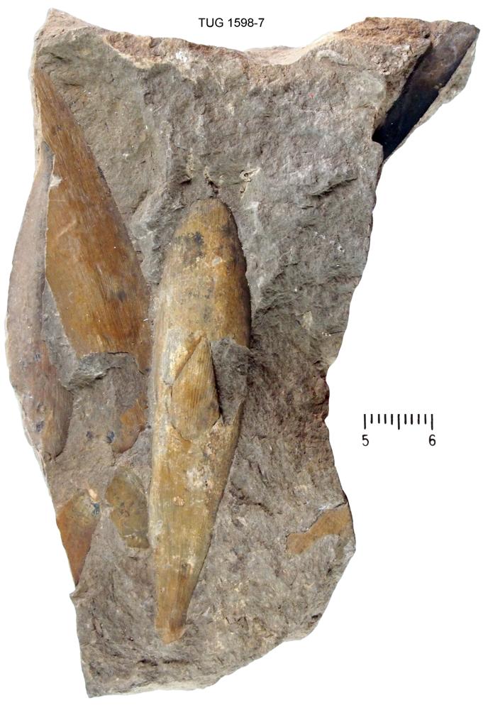 Noeggerathiopsis O.Feistmantel, 1879