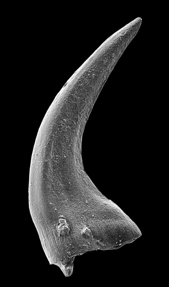 Panderodus Ethington, 1959