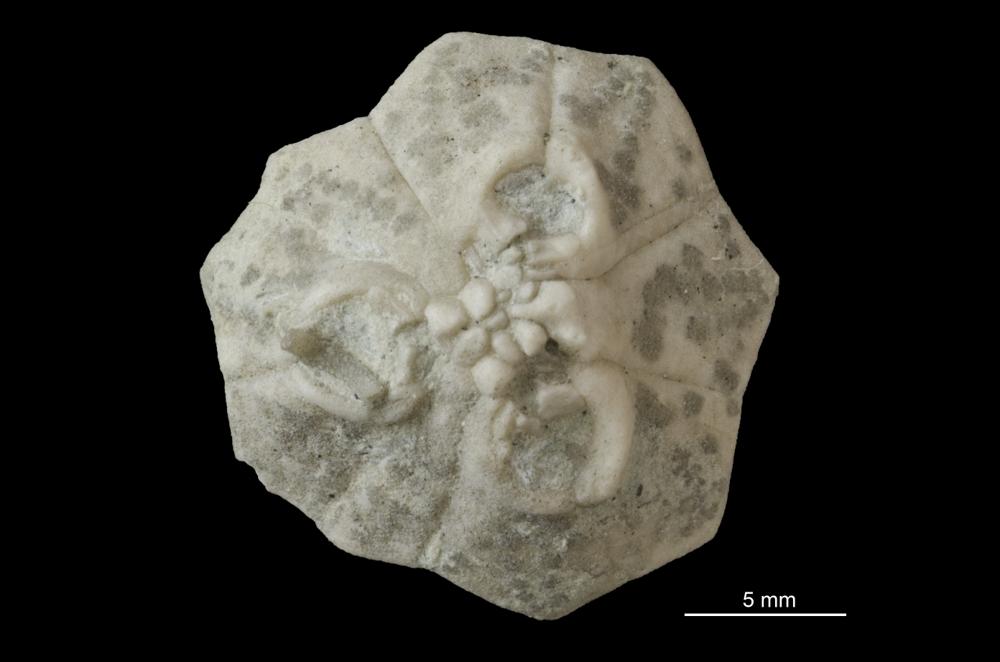 Hemicosmites extraneus Eichwald, 1840