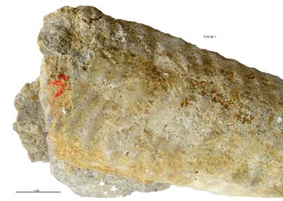 Lituites lituus | fossiilid.info