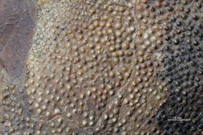 Plourdosteus trautscholdi | Fossiilid.info