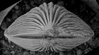 Dalmanella | fossiilid.info