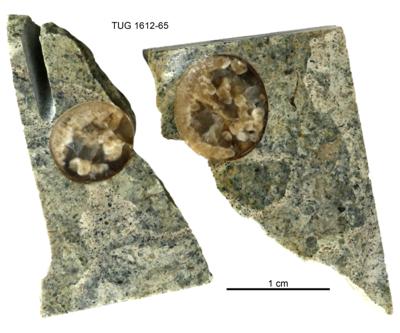 Fossiilid.info: Endocerida