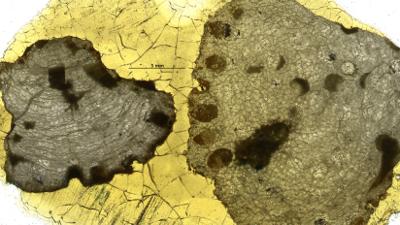 Heliolites interstinctus | Fossiilid.info