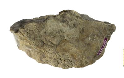 Heliolites interstinctus | Fossiilid.info