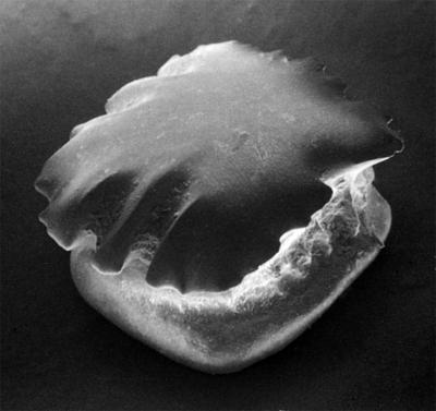 Thelodus sculptilis | fossiilid.info