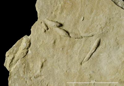 Treptichnus pedum | Fossiilid.info