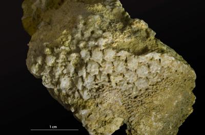 Receptaculites poelmi | Fossiilid.info