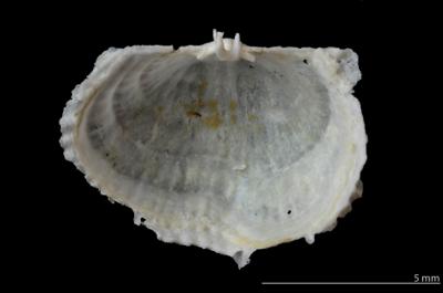 Streptis undifera | fossiilid.info