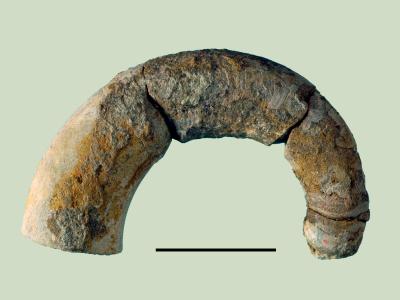 Aserioceras | Fossiilid.info