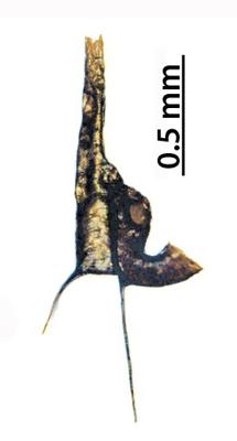 Orthograptus whitfieldi | fossiilid.info